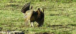 Sage Grouse/Sharp-Tailed Grouse hybrid spotted in Crook County ...