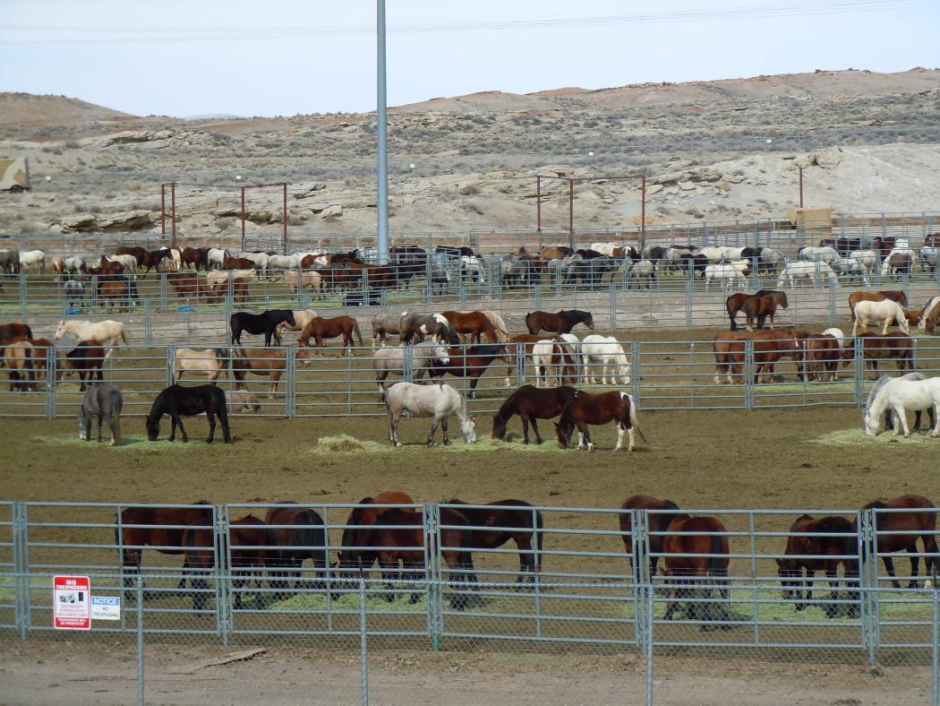 BLM Announces New Research to Curb Population Growth and Improve Health ...